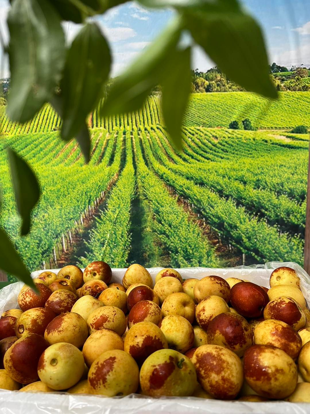 Top 11 Cửa hàng trái cây sạch uy tín nhất TP. Biên Hoà, Đồng Nai ...